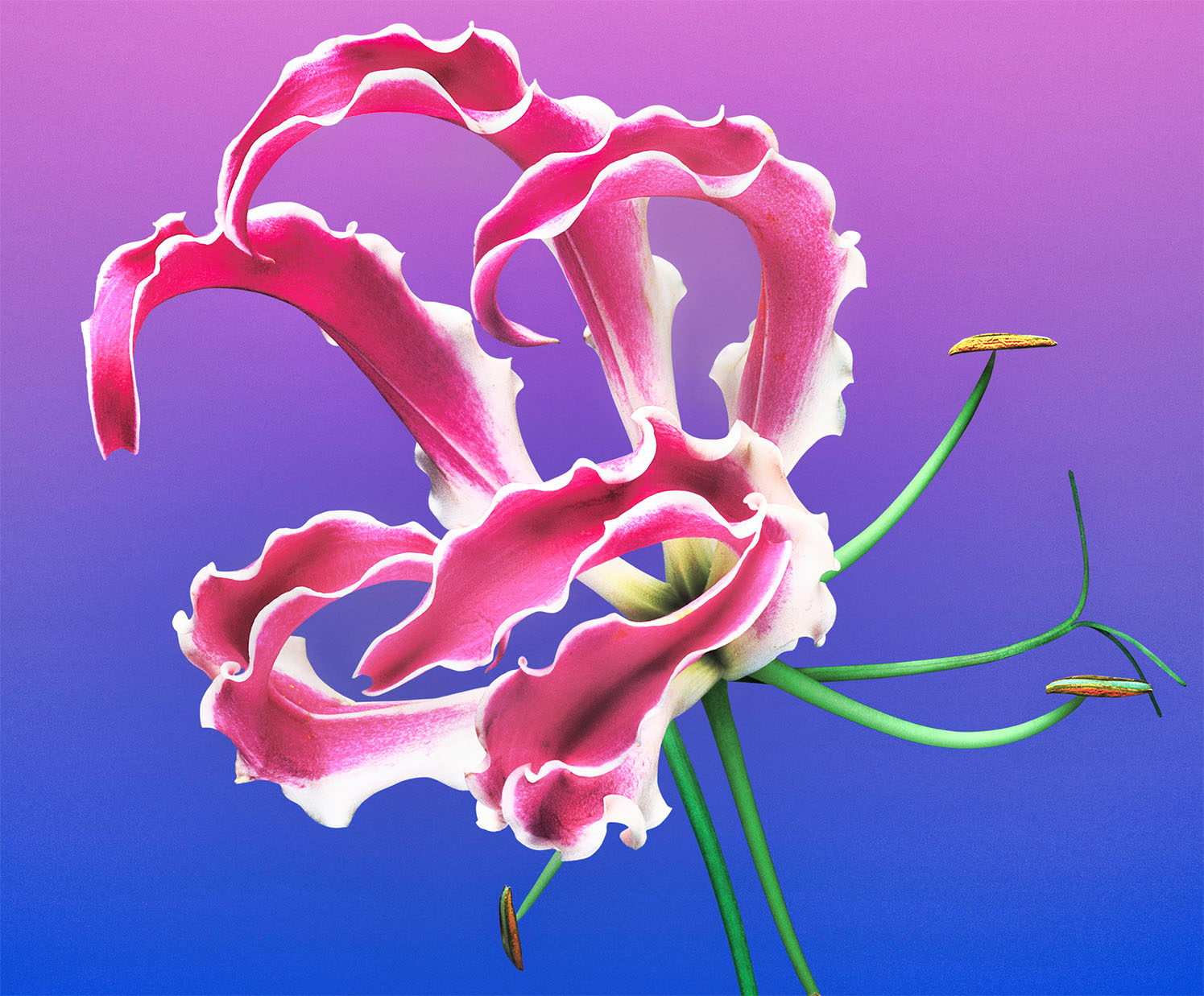 African Flame Lily Jigsaw Puzzle