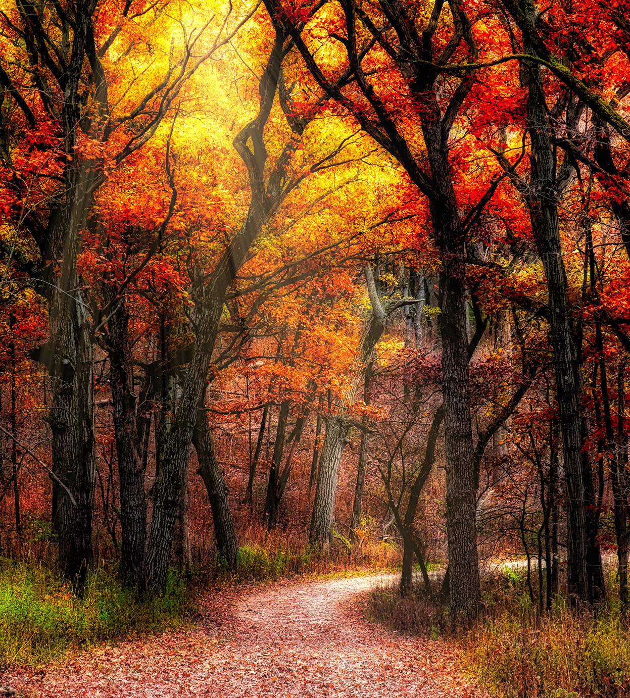 Autumn Light Jigsaw Puzzle