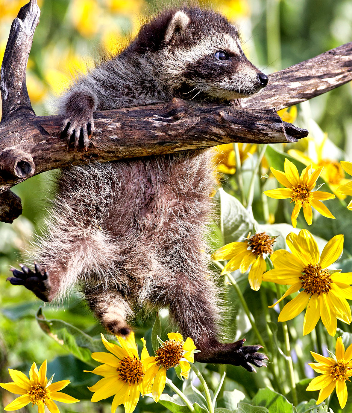 Baby Raccoon Jigsaw Puzzle