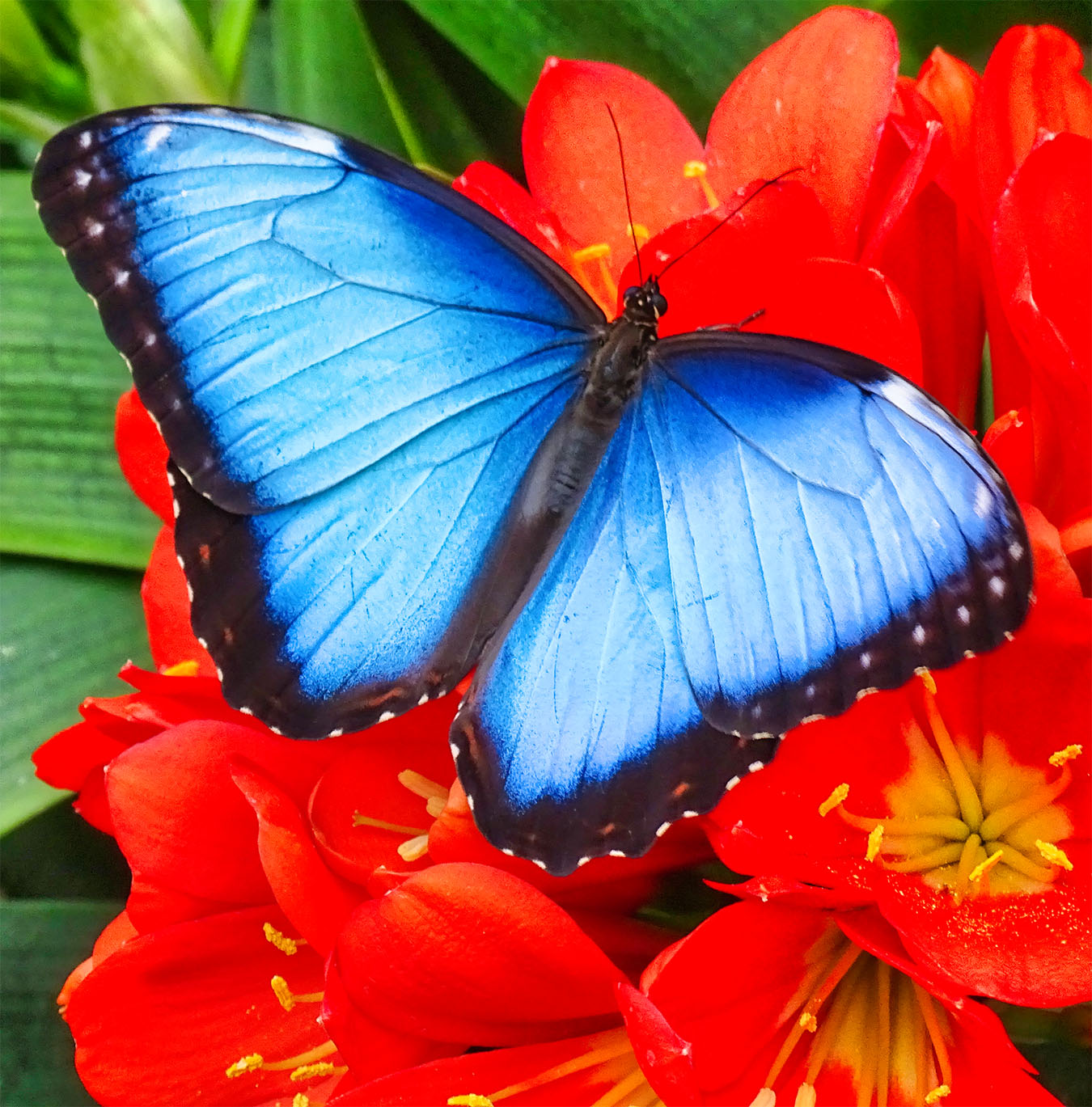 Beautiful Blue Butterfly Jigsaw Puzzle