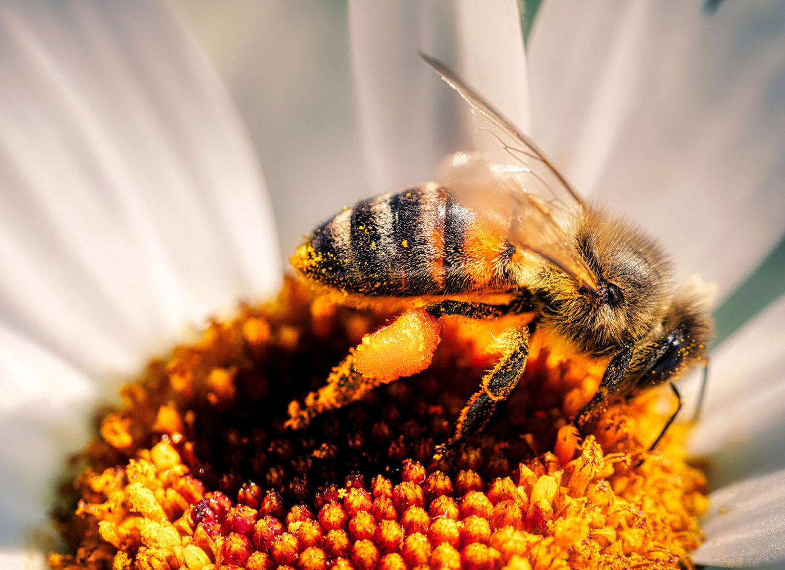 Bee Pollen Jigsaw Puzzle