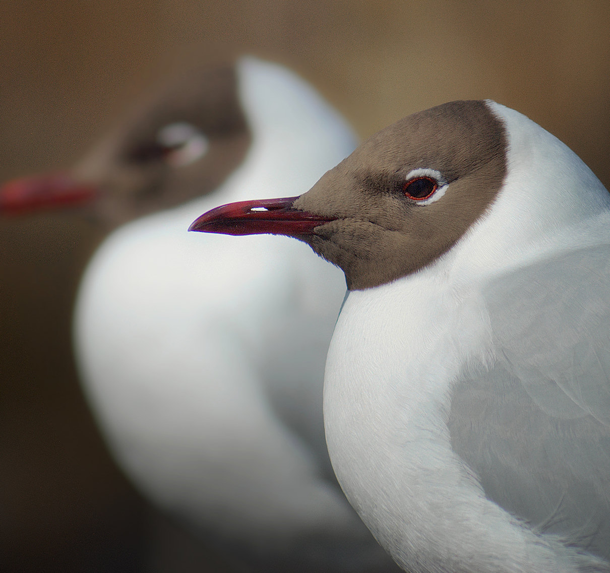 Black-headed Gulls Jigsaw Puzzle