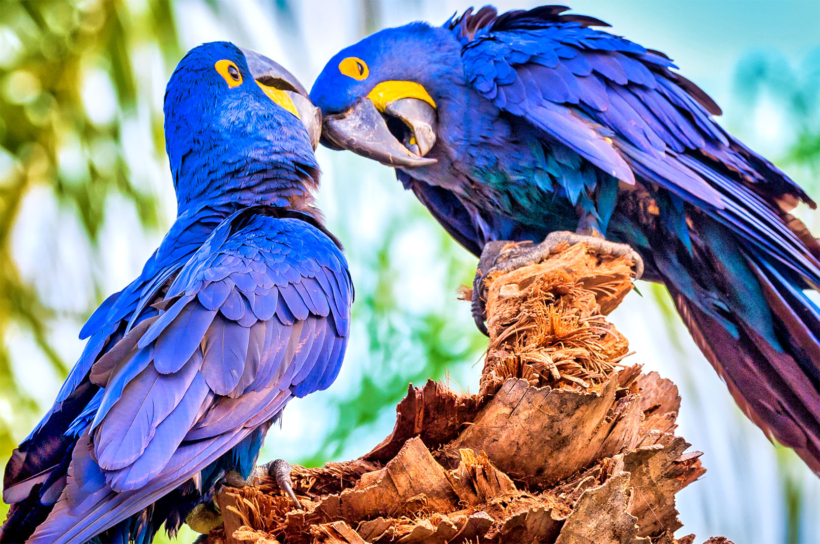 Blue Macaws Jigsaw Puzzle