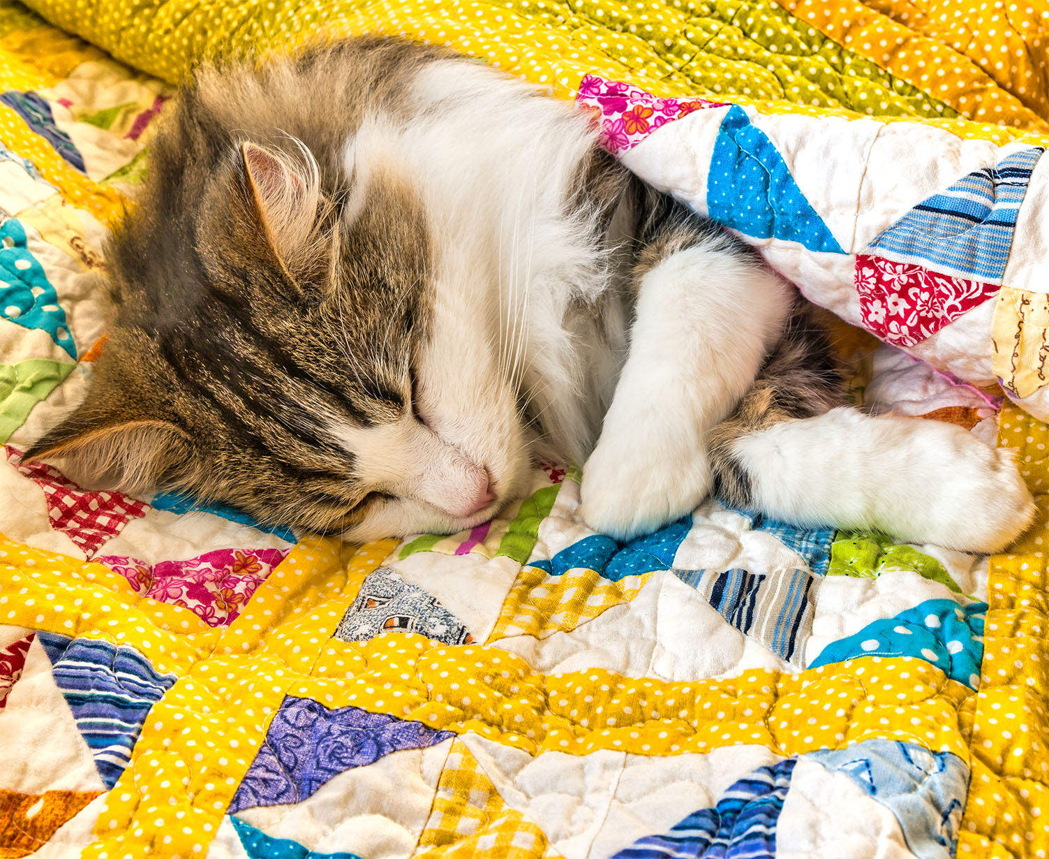 Cozy Cat Jigsaw Puzzle