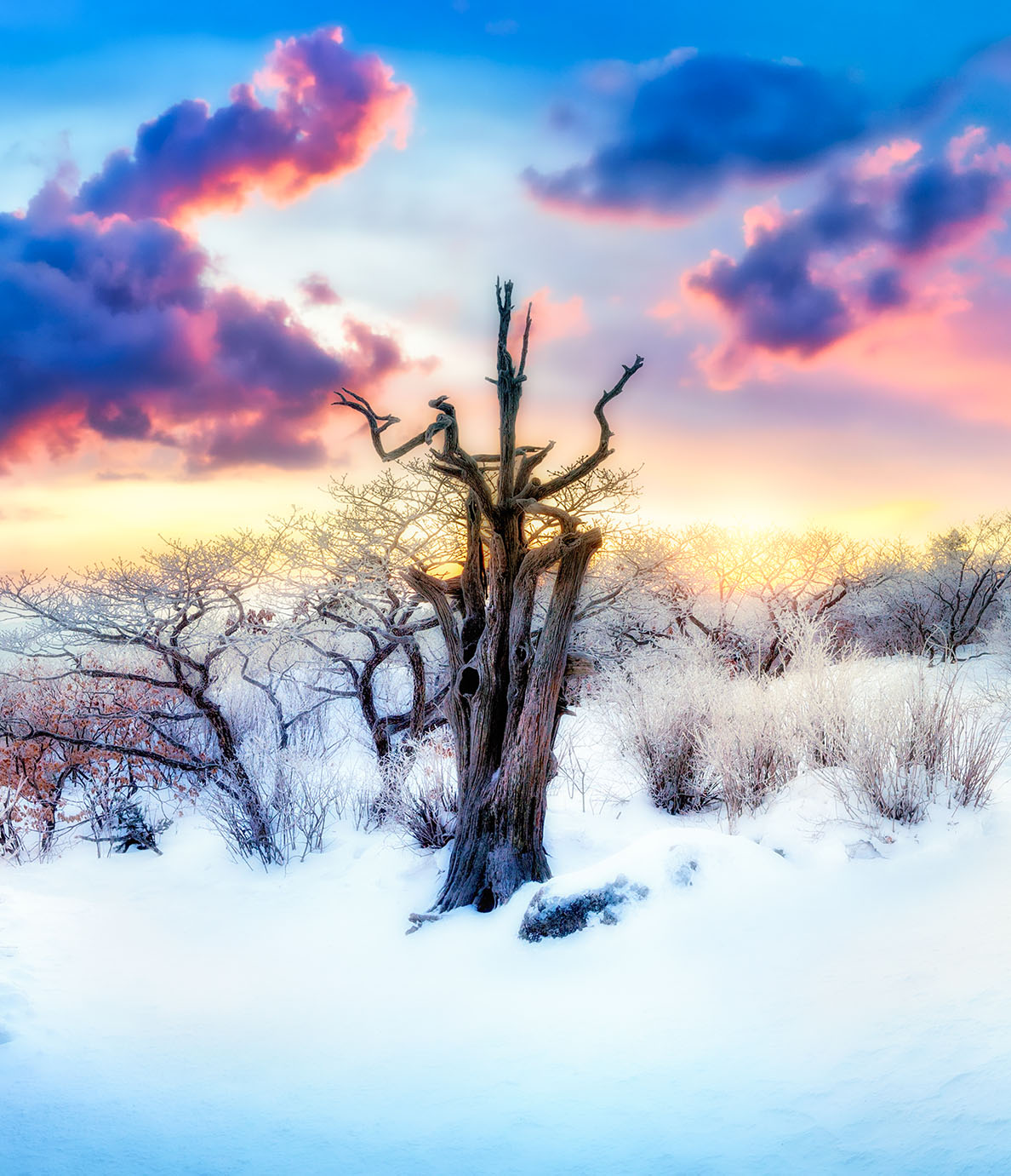 Craggy Tree Jigsaw Puzzle