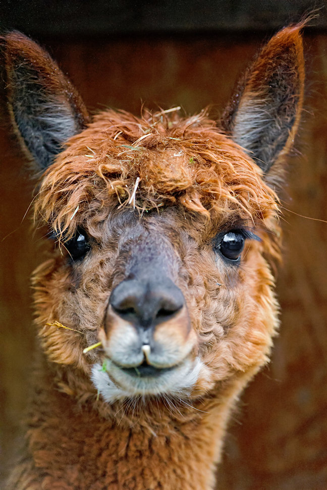 Cute Alpaca Jigsaw Puzzle