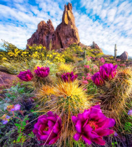 Desert Bloom Jigsaw Puzzle
