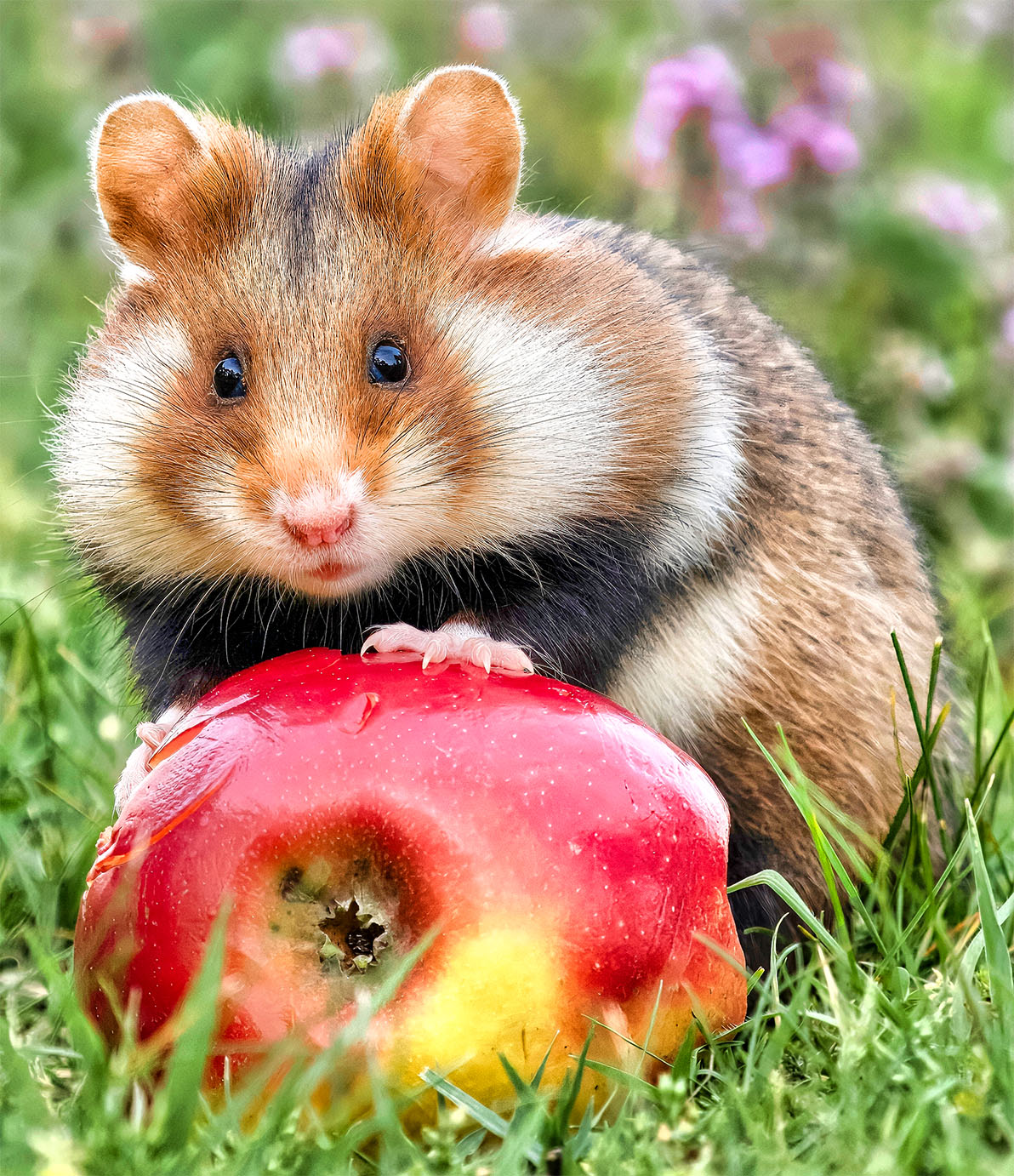 European Hamster Jigsaw Puzzle