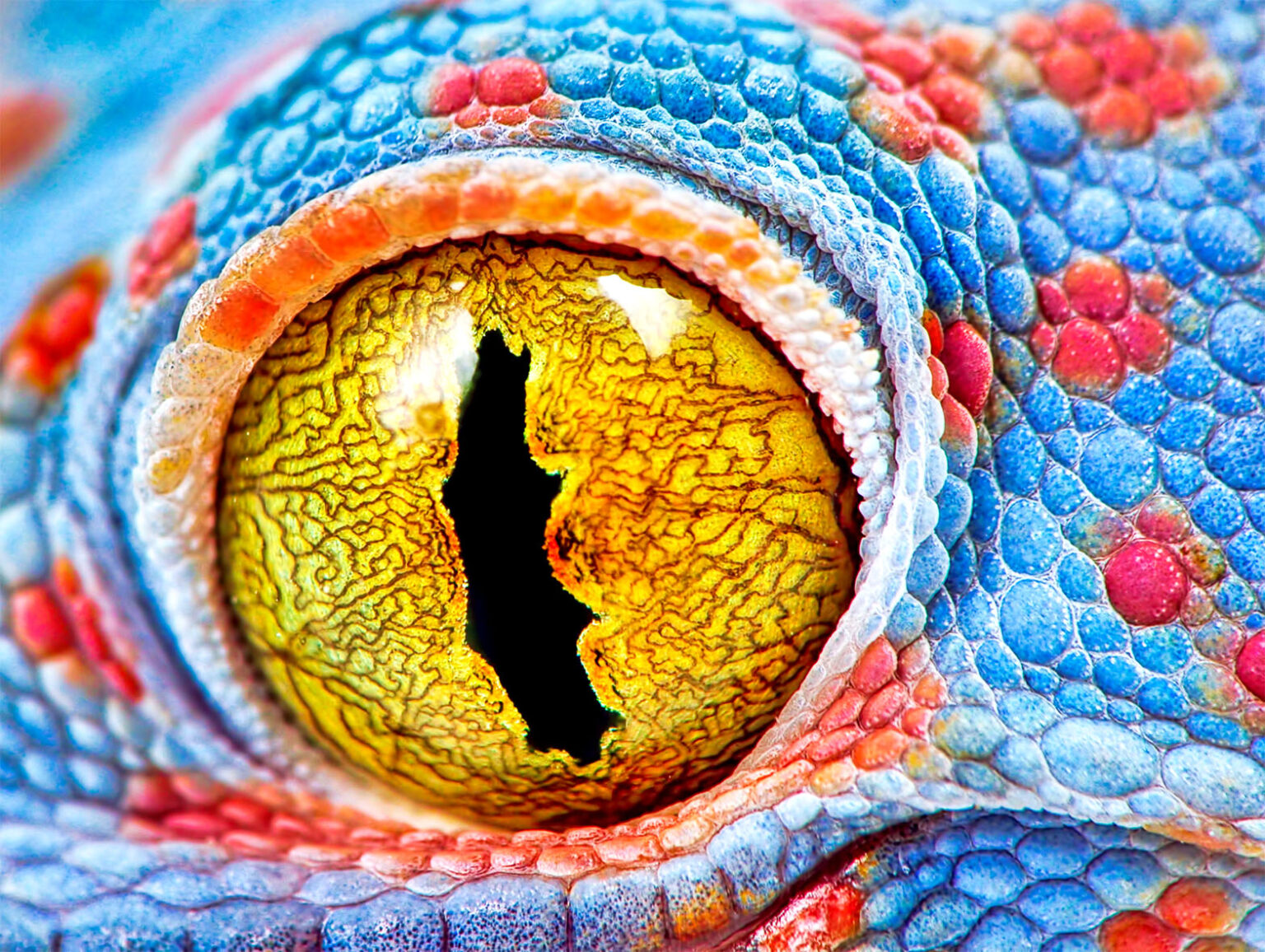 Eye See You Jigsaw Puzzle