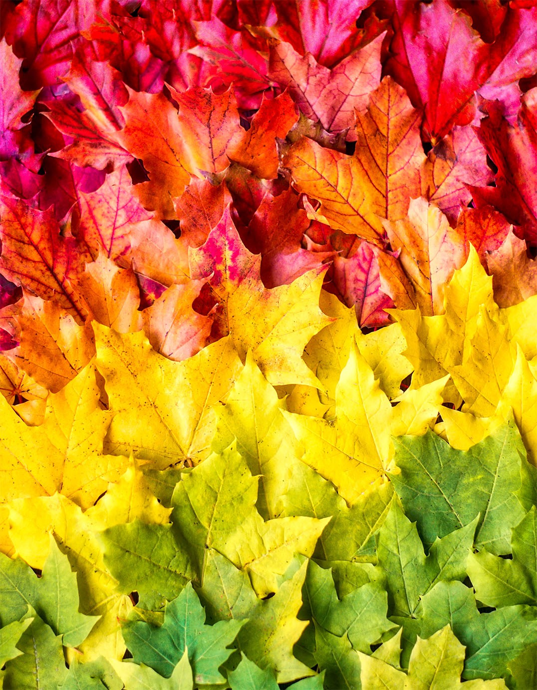 Fall Color Spectrum Jigsaw Puzzle