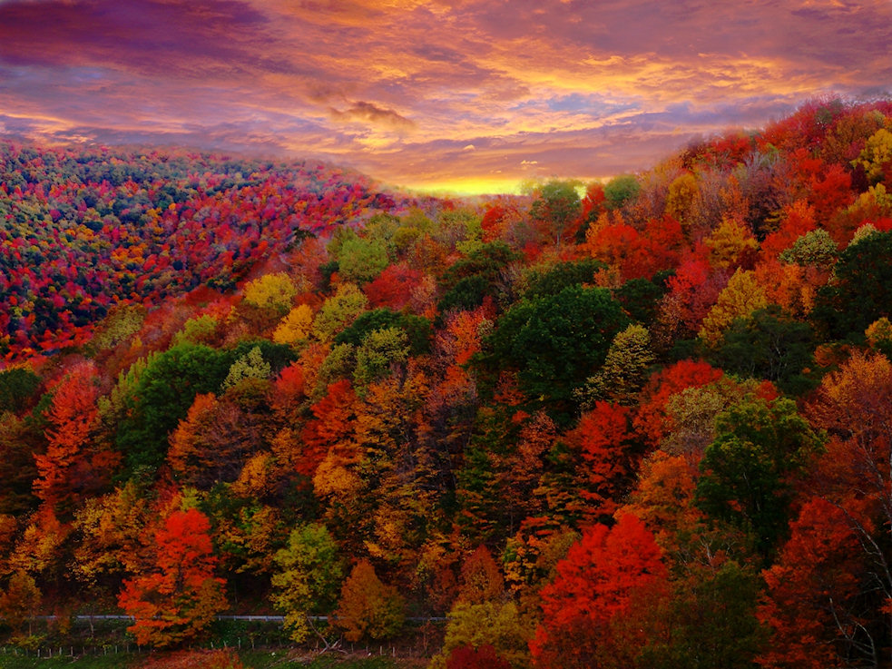 Fall Foliage Collage