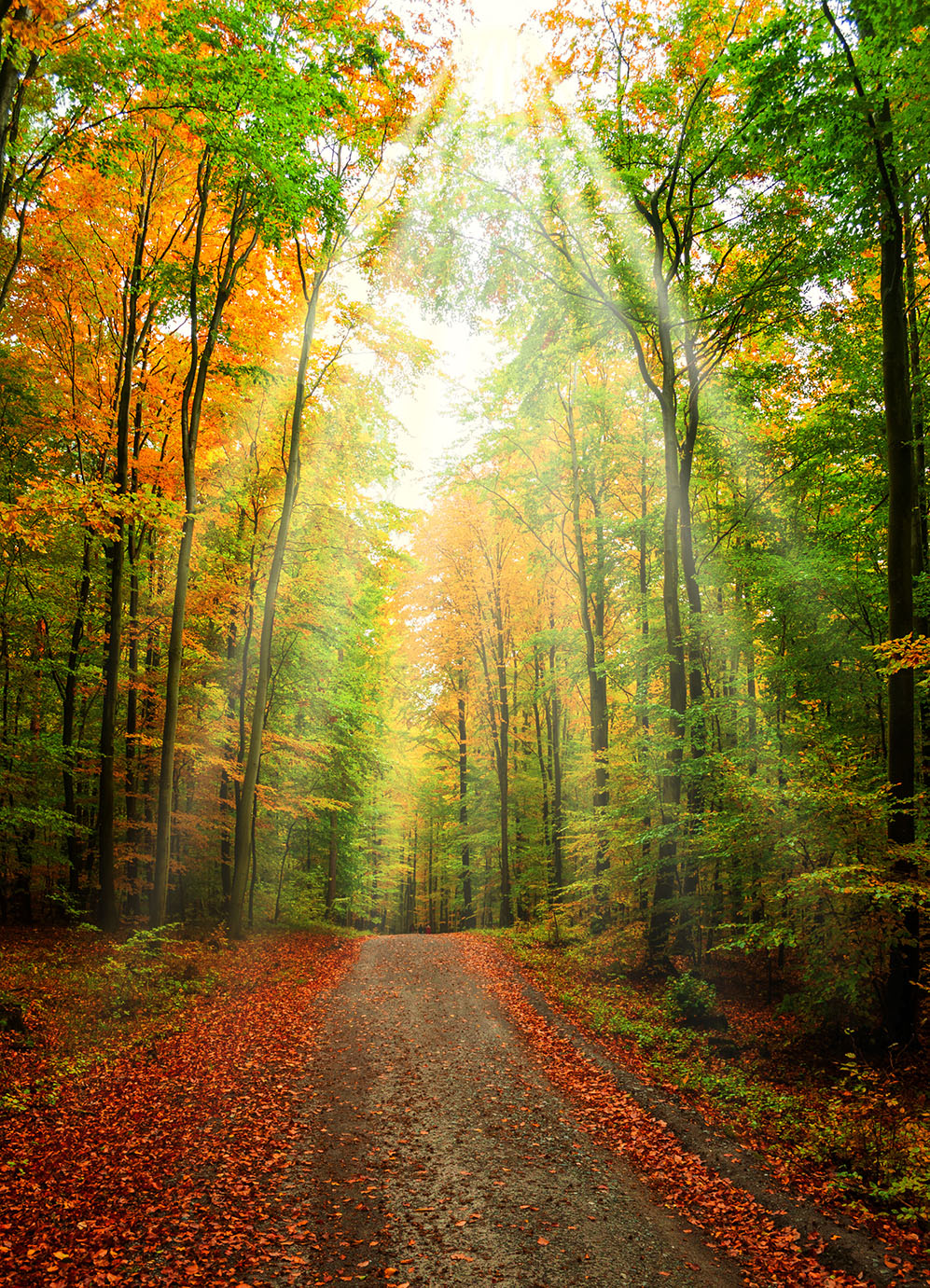 Fall Road Jigsaw Puzzle