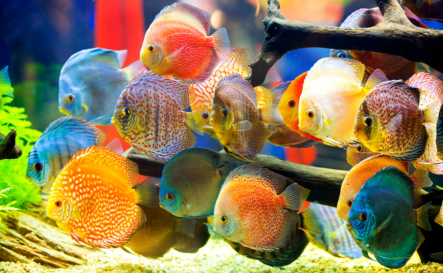 Fish Colors Jigsaw Puzzle Fish Colors Jigsaw Puzzle