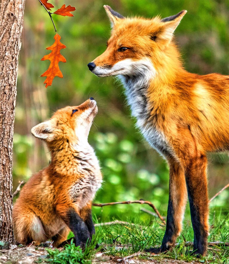 Fox Family Jigsaw Puzzle