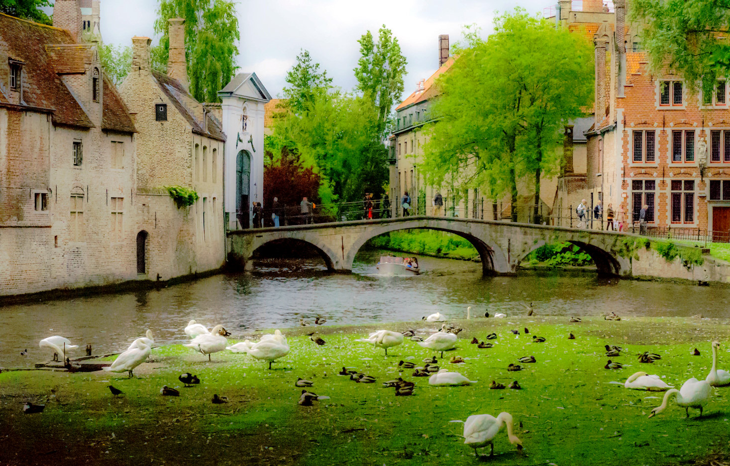 Geese and Ducks Jigsaw Puzzle Geese and Ducks Jigsaw Puzzle
