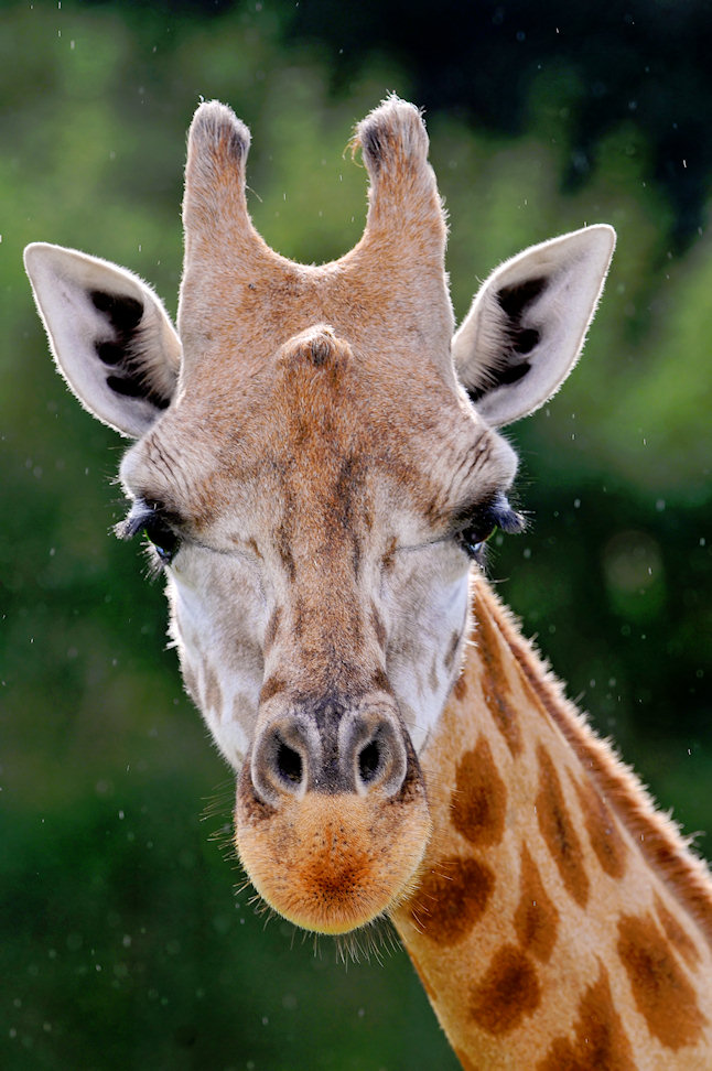 Giraffe Face Jigsaw Puzzle