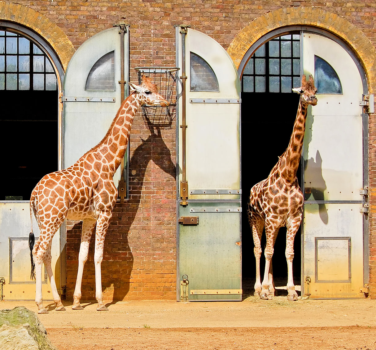 Giraffe Stables Jigsaw Puzzle
