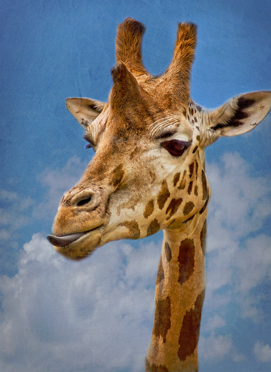 Giraffe Jigsaw Puzzle