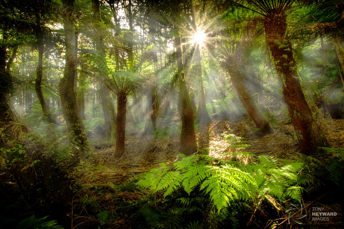 Jurassic Rainforest
