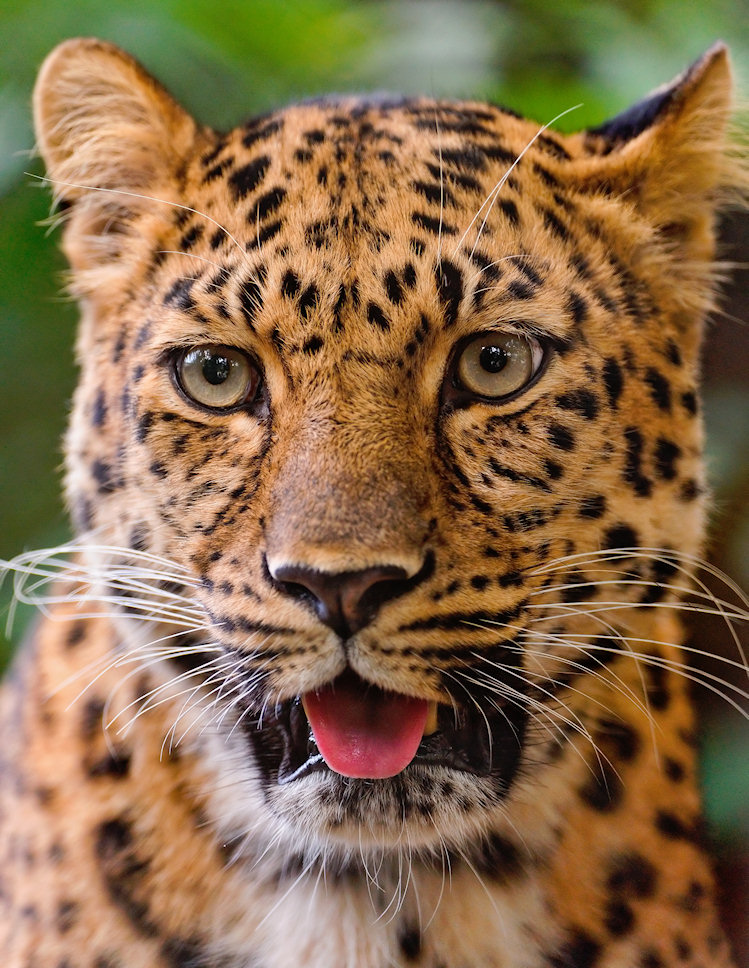 Leopard Portrait Jigsaw Puzzle