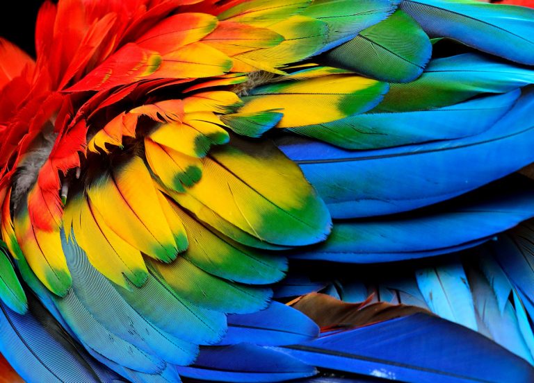 Macaw Feathers Jigsaw Puzzle Macaw Feathers Jigsaw Puzzle