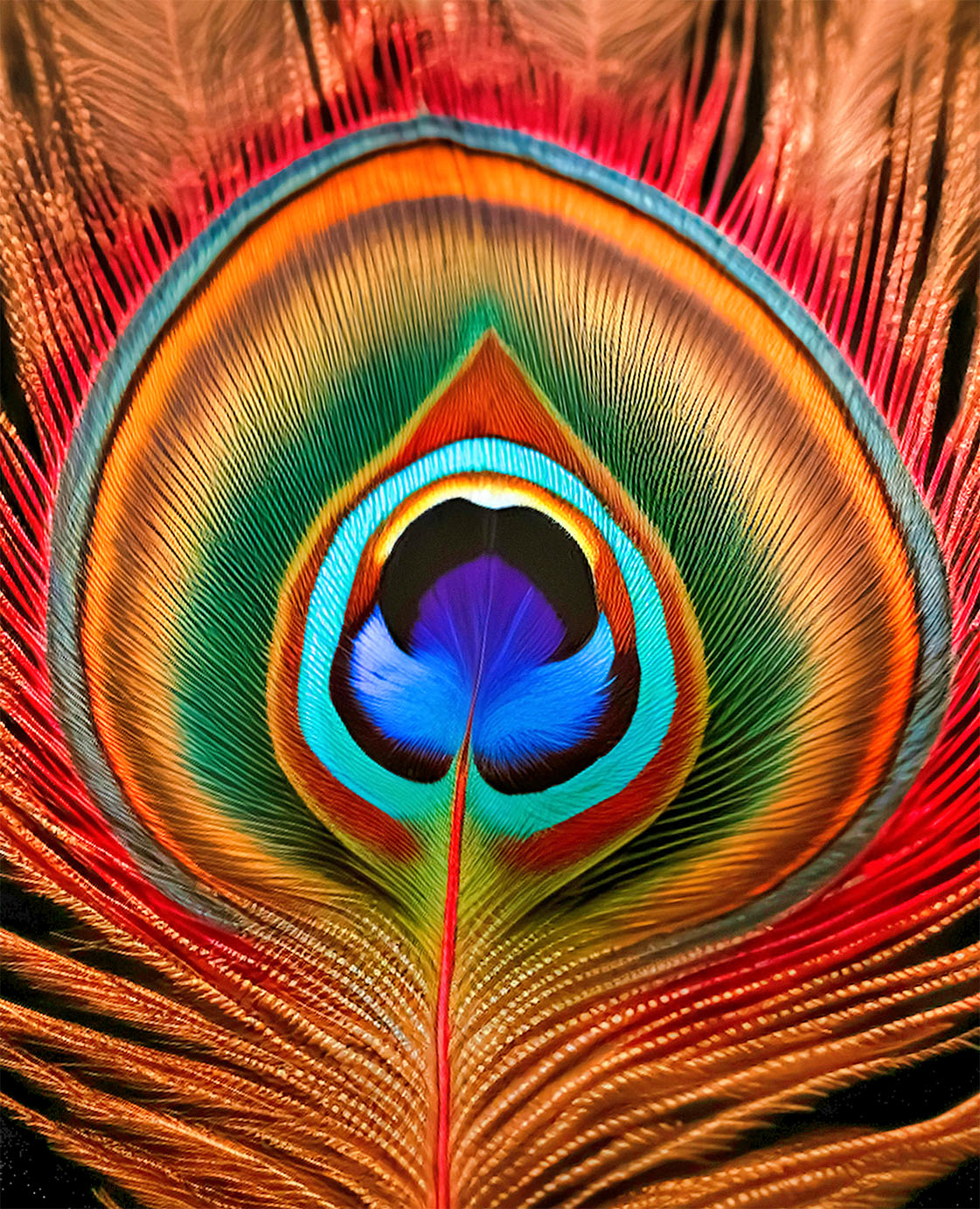 Peacock Feather Pattern Jigsaw Puzzle