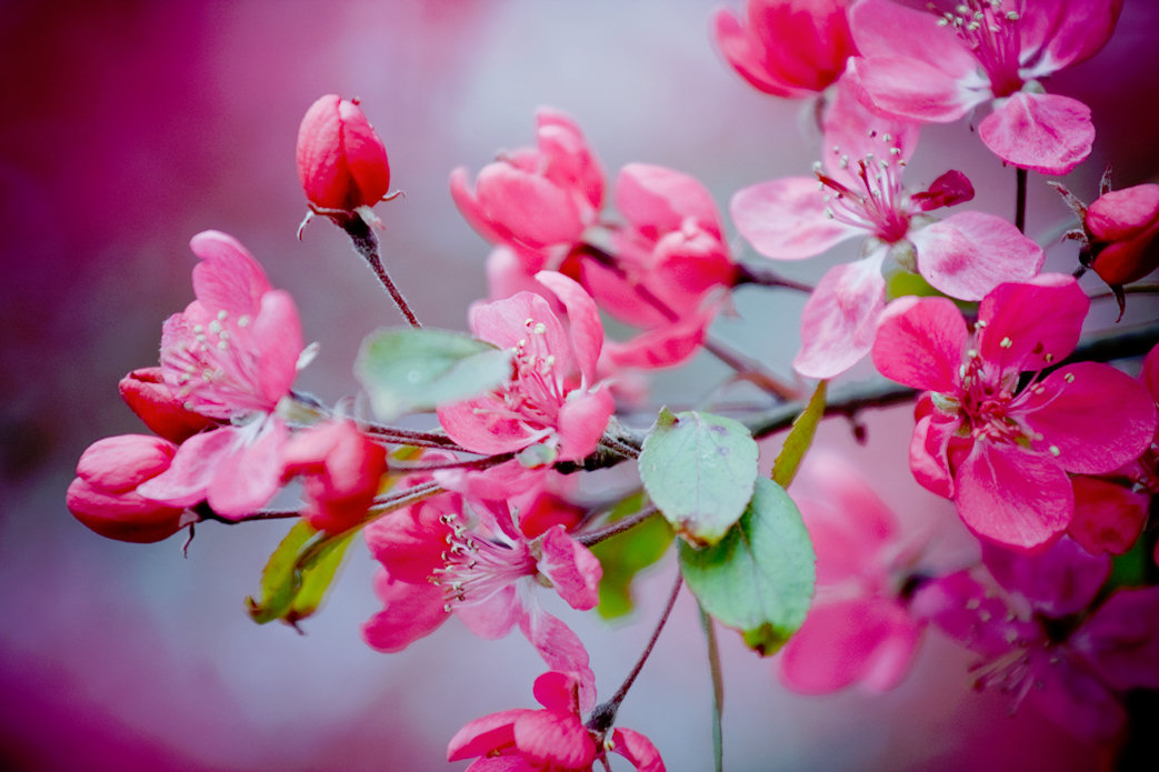 Pink Cherry Blossoms Jigsaw Puzzle