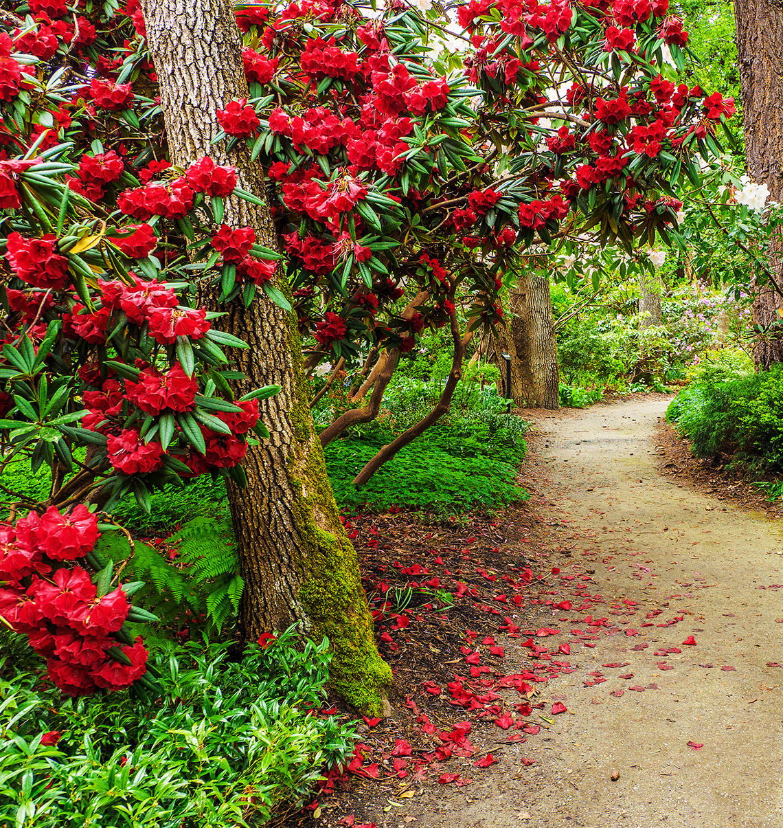 Red Rhododendron Jigsaw Puzzle
