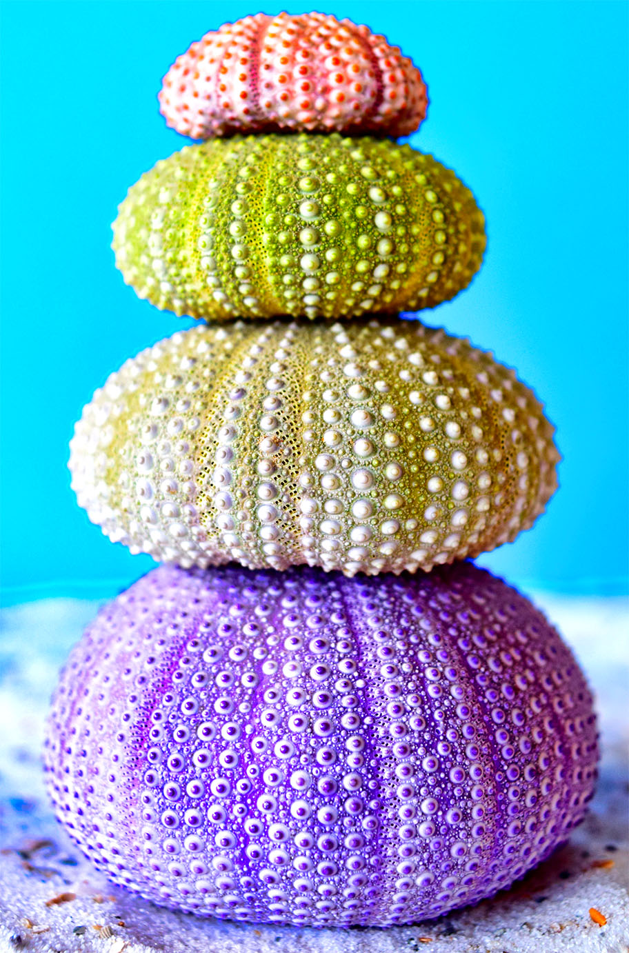 Sea Urchin Stack Jigsaw Puzzle