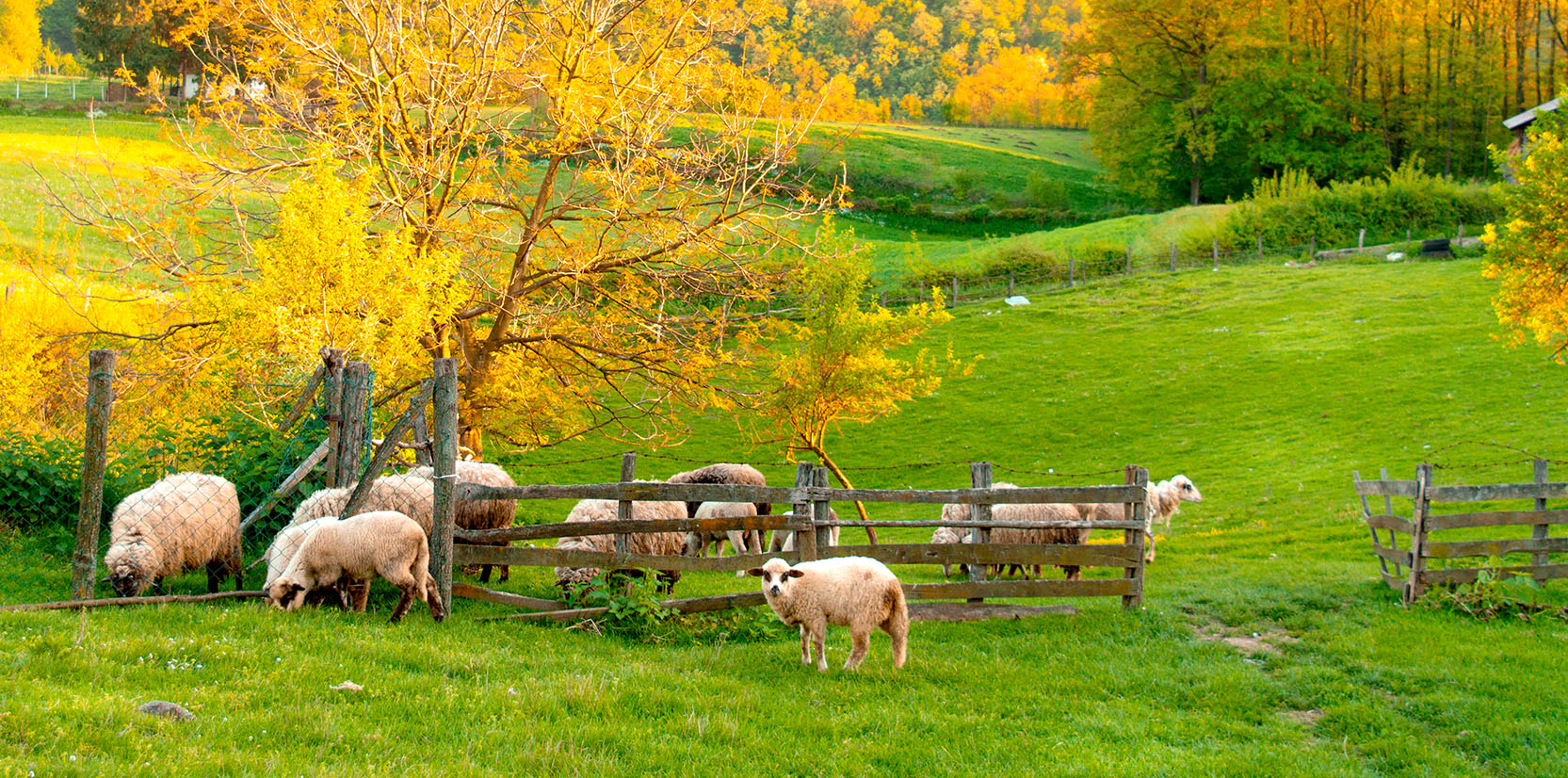 Sheep at the Gate Jigsaw Puzzle