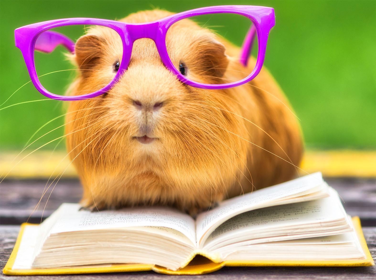 Smart Pig Jigsaw Puzzle