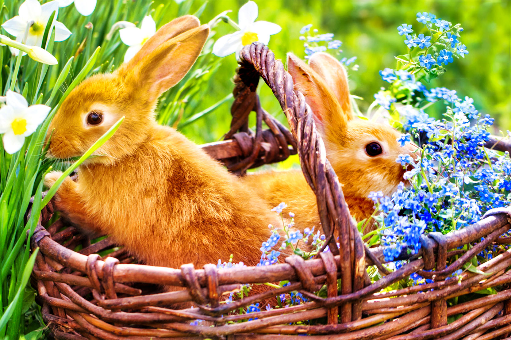 Spring Bunnies Jigsaw Puzzle