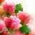 Three Pink Roses Jigsaw Puzzle