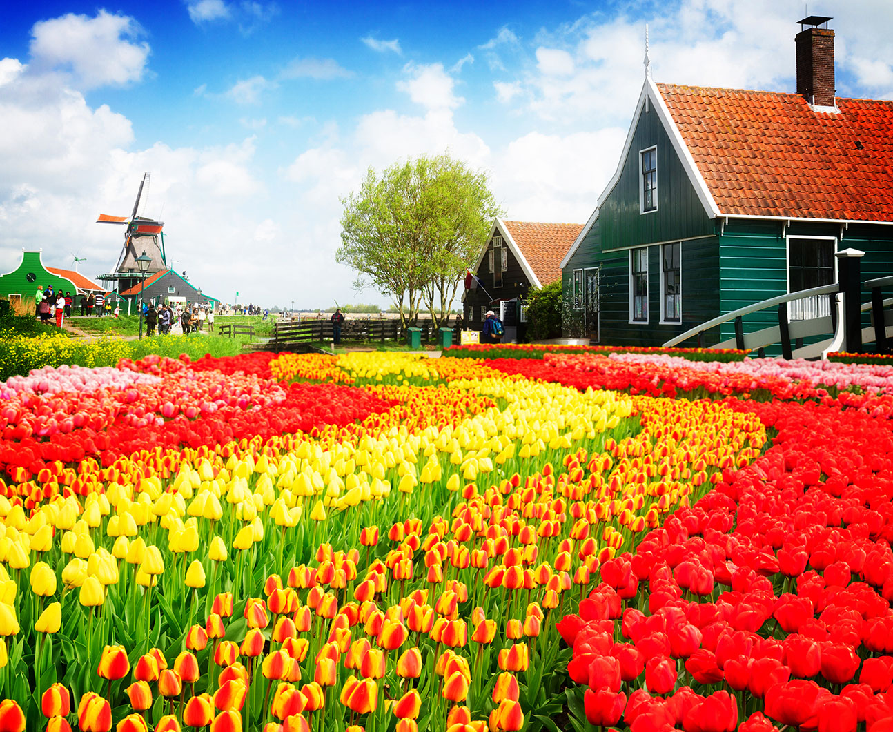Tulip Field Jigsaw Puzzle