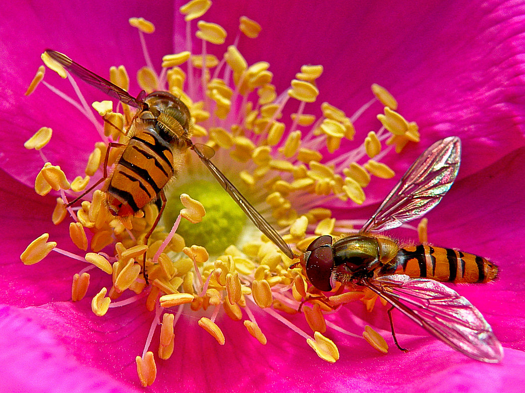 Two Bees Jigsaw Puzzle