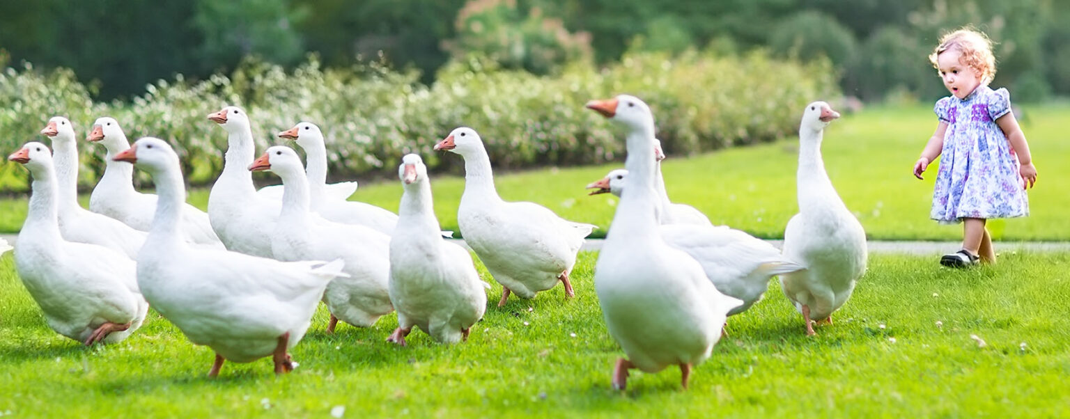 Wild Goose Chase Jigsaw Puzzle