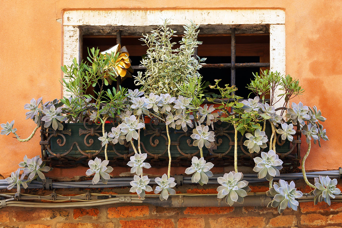 Window Plants Jigsaw Puzzle