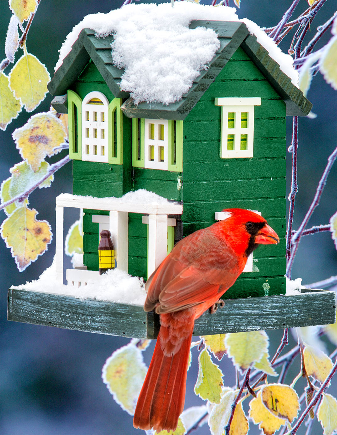 Winter Cardinal Cottage Jigsaw Puzzle